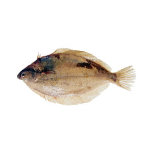 Whole Rex Sole from Sunrise Food Trading - Frozen Seafood and Sushi ...